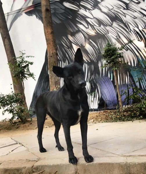 Painted Bird in New Delhi: Adele Renault in India | Brooklyn Street Art