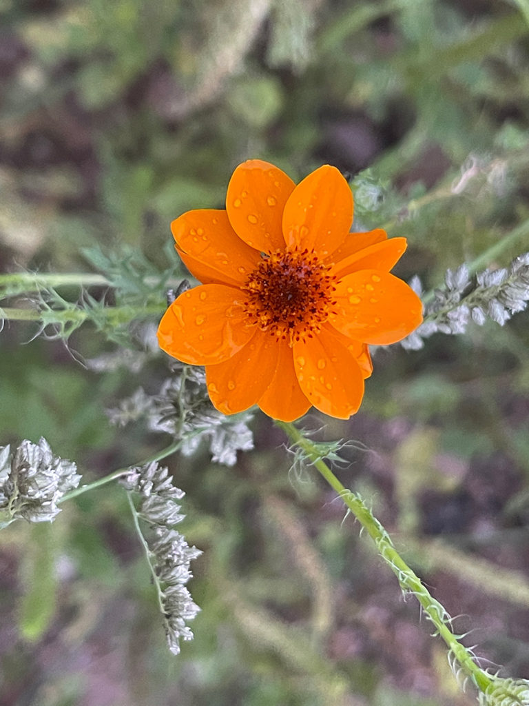 Photos Of BSA #10: La Flor de Mexico | Brooklyn Street Art
