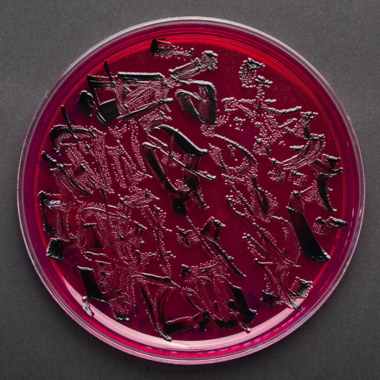 Writing Bacteria: Said Dokins Tests Street Vernacular in the Lab and ...